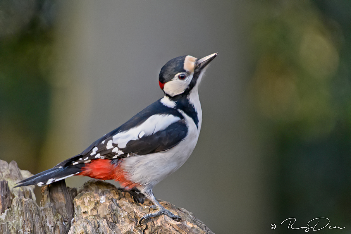 Foto's: Grote bonte specht