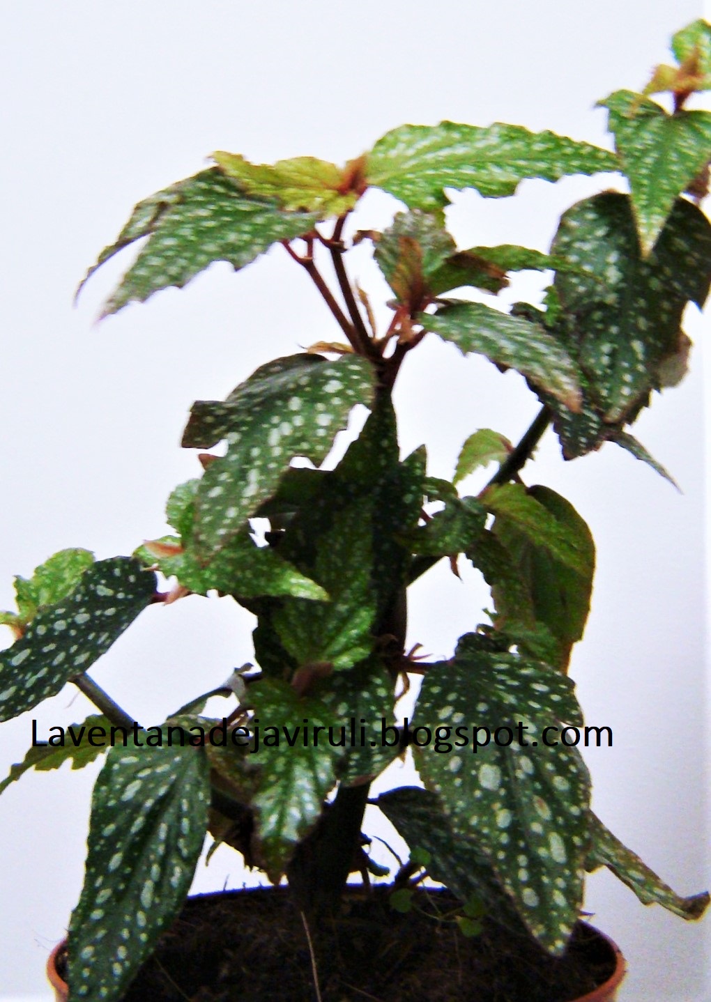 LA VENTANA DE JAVIRULI: PLANTAS DE INTERIOR (85): BEGONIA MEDORA ...