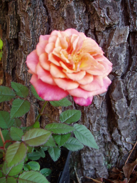 Sizzling Indian Recipes.....: Gulab / Rose -- One month lifespan of a ...