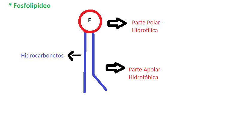 Ciências Biológicas- Biologia Celular : Fosfolipídios e Colesterol