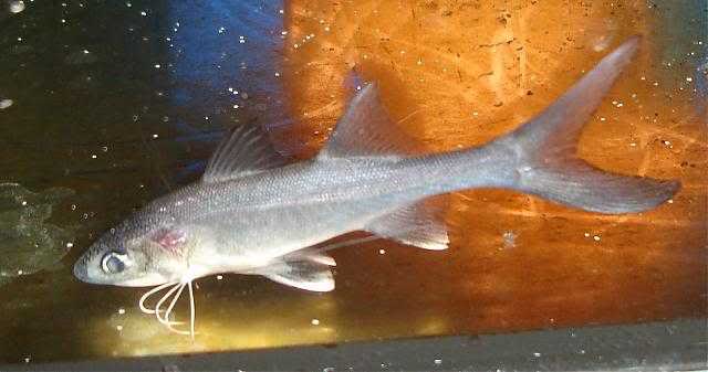 Welcome To the World Of Fish: Ikan kuro