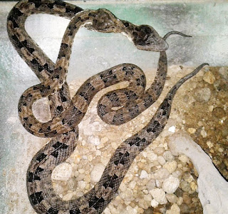 CENTRO DE EDUCACIÓN, CONSERVACIÓN E INVESTIGACIÓN DE BIODIVERSIDAD ...