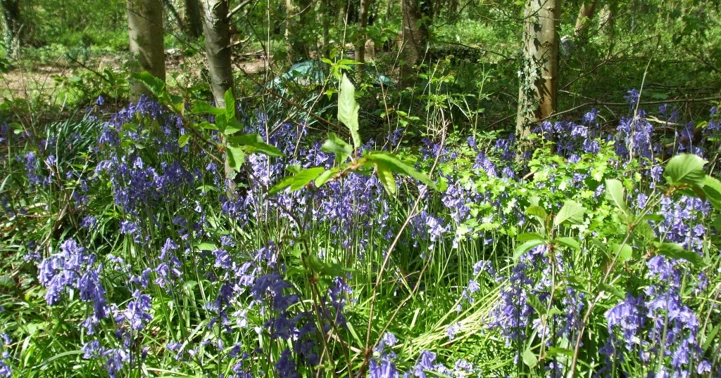 The Compost Bin: Come on a Bluebell walk with me :)