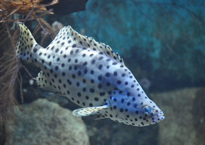 ZOOTOGRAFIANDO (6.096 ANIMALS): MERO JOROBADO / HUMPBACK GROUPER ...