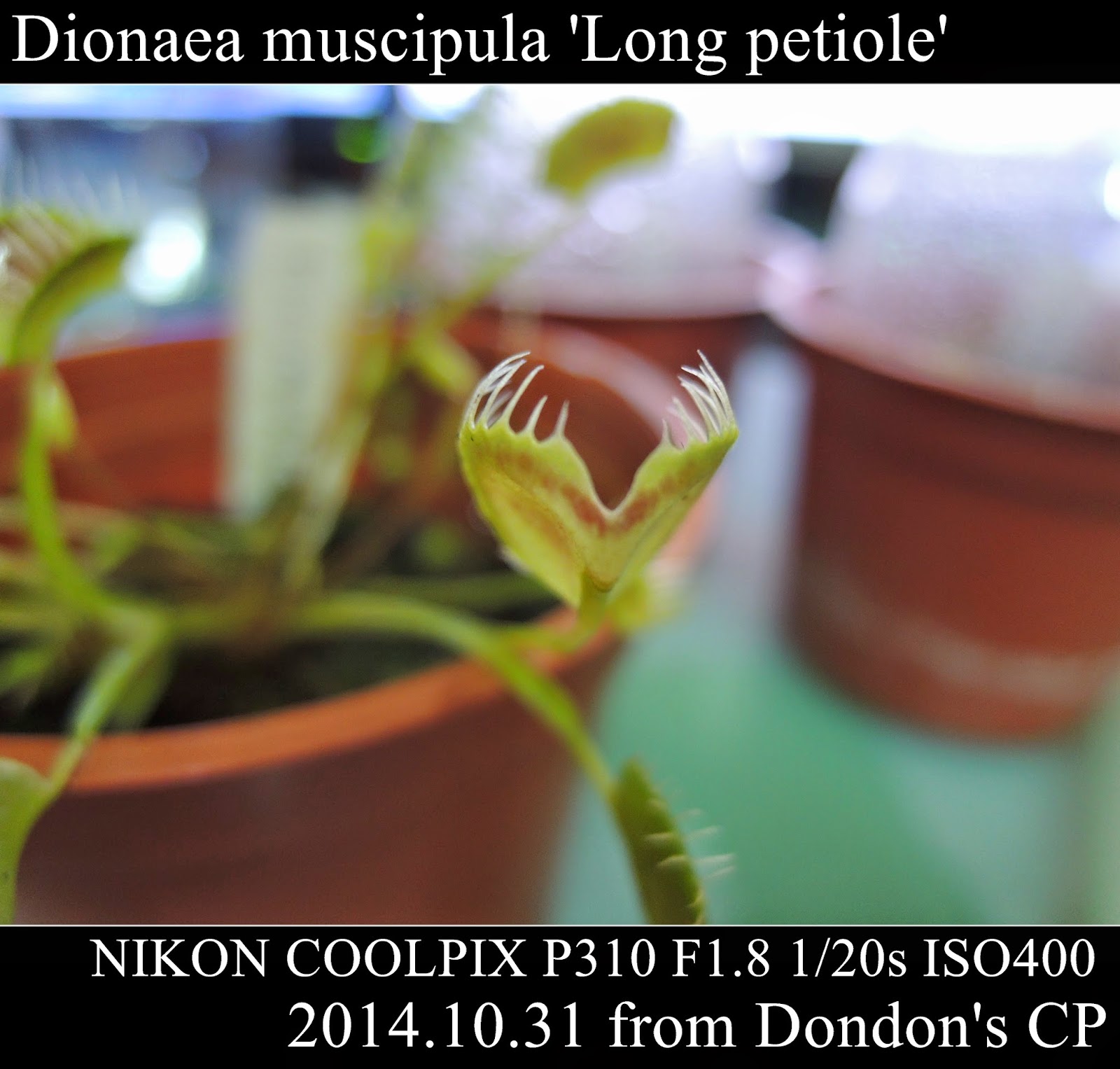 咚咚的食蟲與種子花園: Dionaea muscipula 'Long Petiole' (長柄捕蠅草)