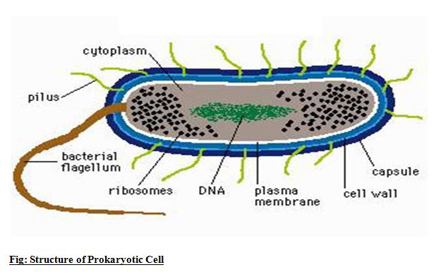 Prokaryotic & Eukaryotic Microorganisms ~ Dhiraj's Blog