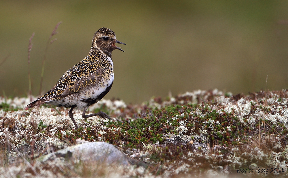 Kjernebitern: Heilo - Hardangervidda