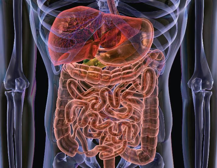 Sistema Digestório | Biologia: A ciência da vida