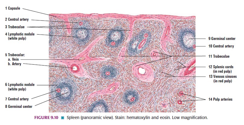 Histology Sistem Limfatik (lymphoid system) | BlogK Putih