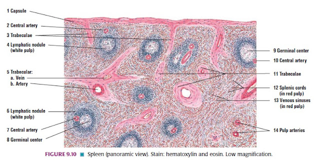 Histology Sistem Limfatik (lymphoid system) | BlogK Putih