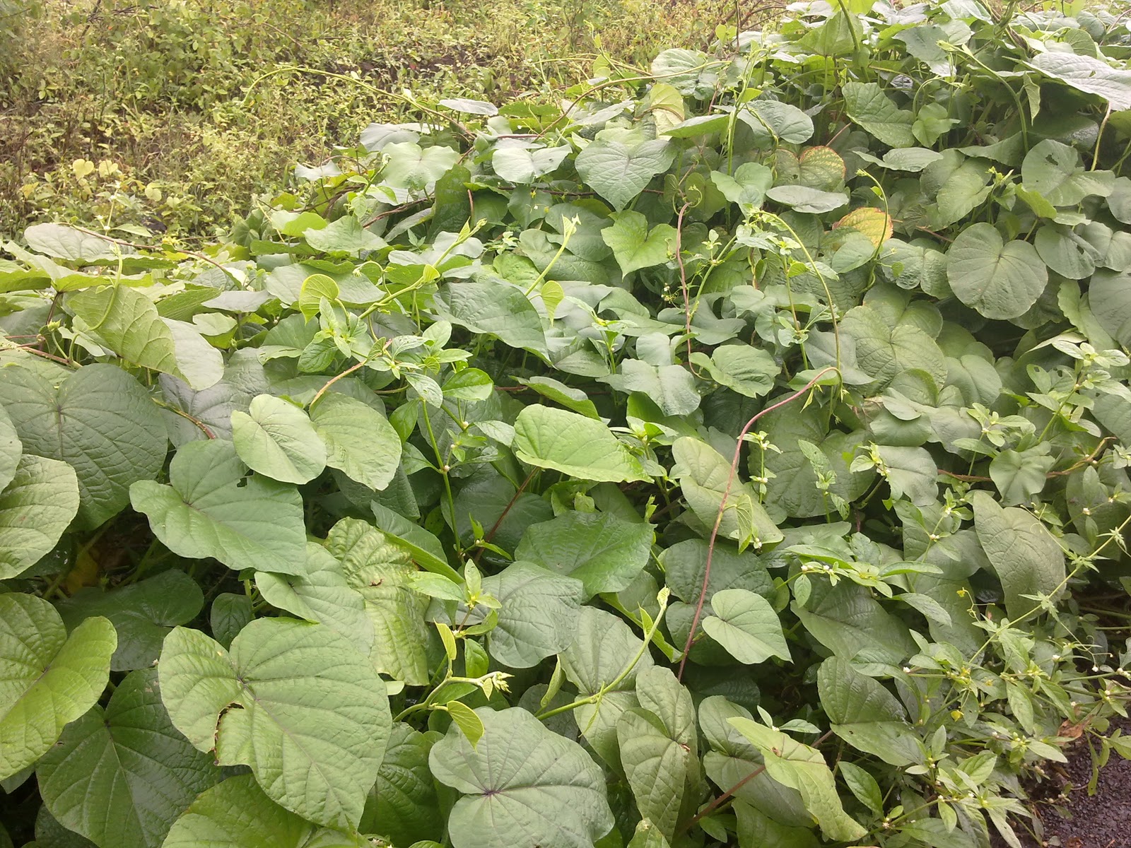 My Picnic Trip around Pune: My picnic trip around Pune - Jejuri Juna ...