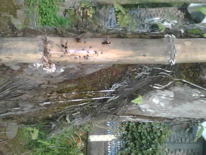 kebun aren: Berkunjung ke Kebun Aren di Balung River Eco Resort, Tawau ...