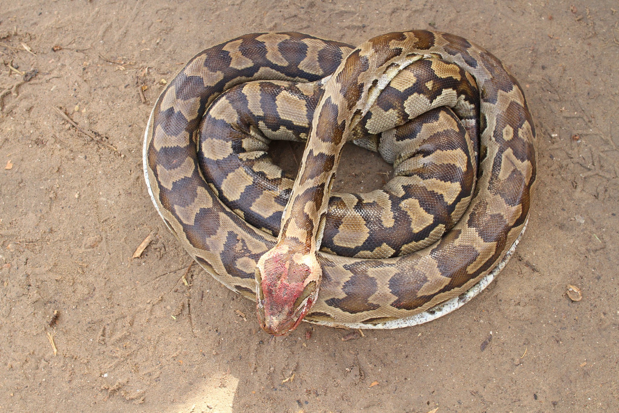 12, le Python de Séba : vlan ! sur le crâne et hop ! dans le sac...
