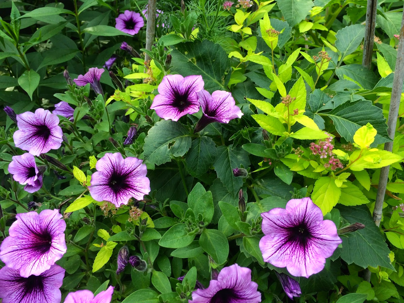 P O T A G E R: Supertunia Bordeaux and a Purple Moment