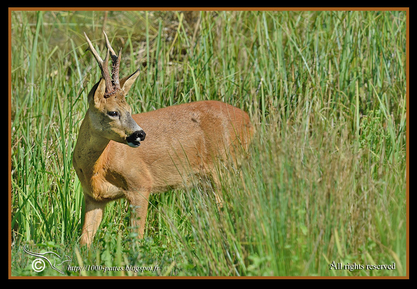 WILDLIFE GATEWAY: Chevreuils