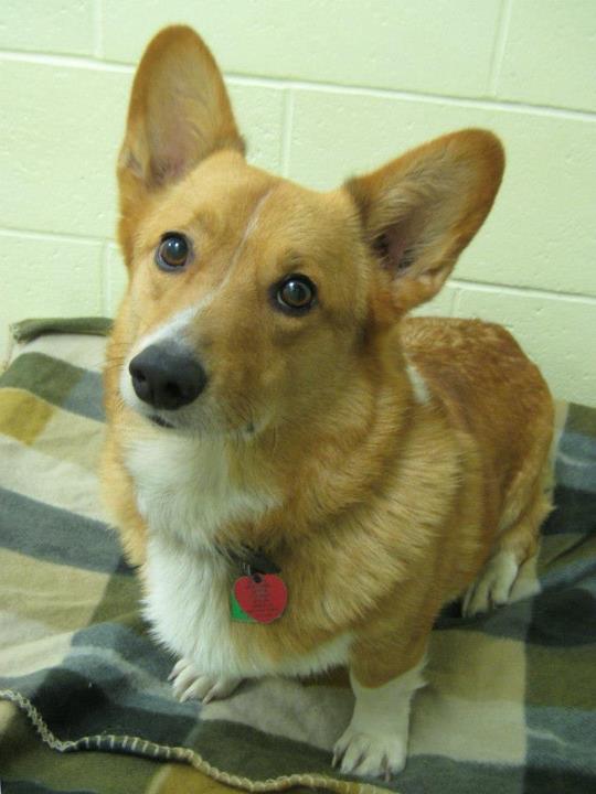 2 Punk Dogs: Corgi! Shar Pei! Roxy!