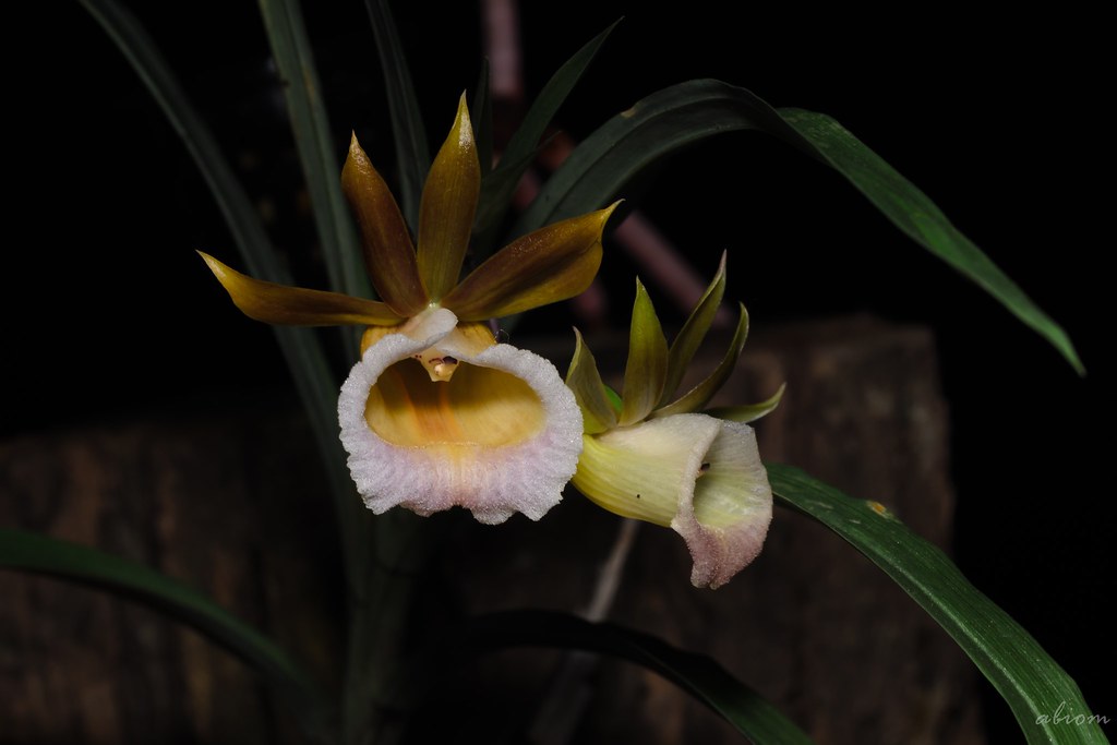 Galeandra baueri care and culture | Travaldo's blog