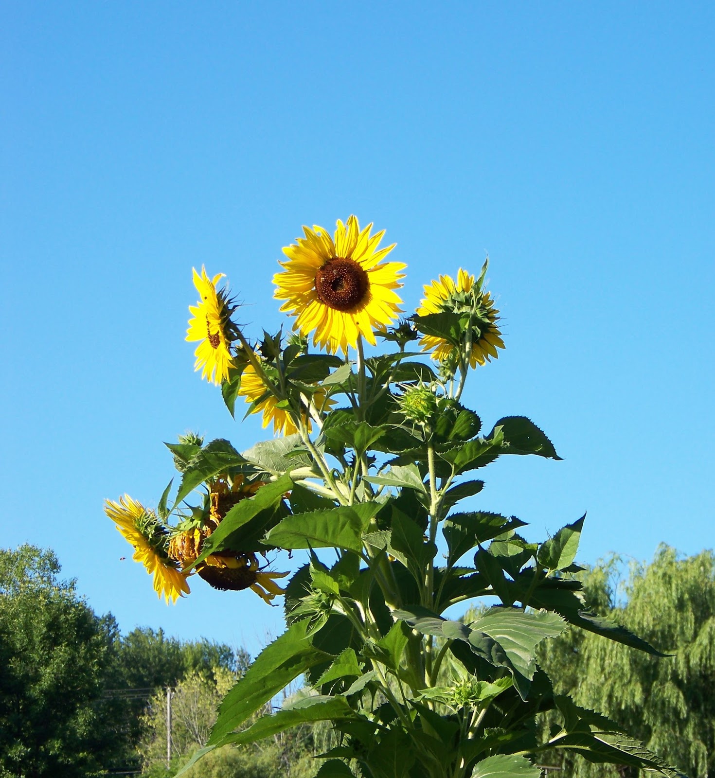East Coast/West Coast/North Coast: Sunflowers