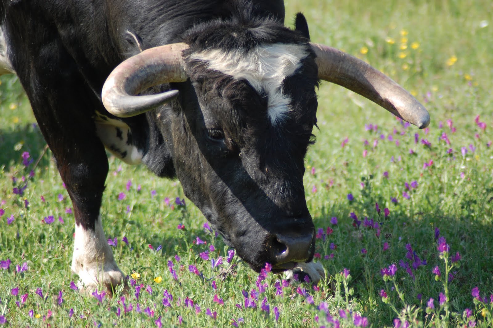 A.C.T. VERAGUA ugena ( toledo ): excursion a la ganaderia de BARCIAL