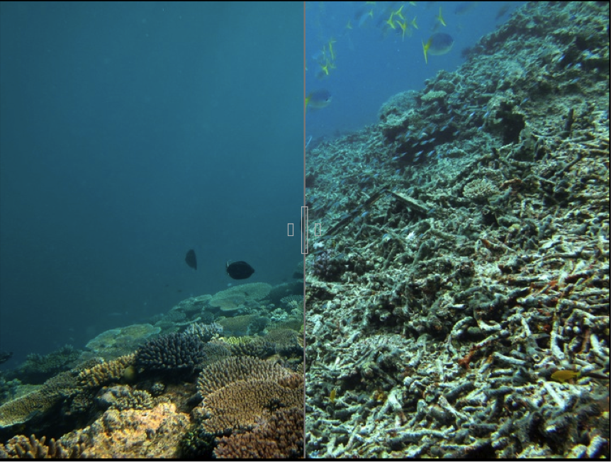 Geography 5 Final Project The Great Barrier Reef: Current Human Impacts