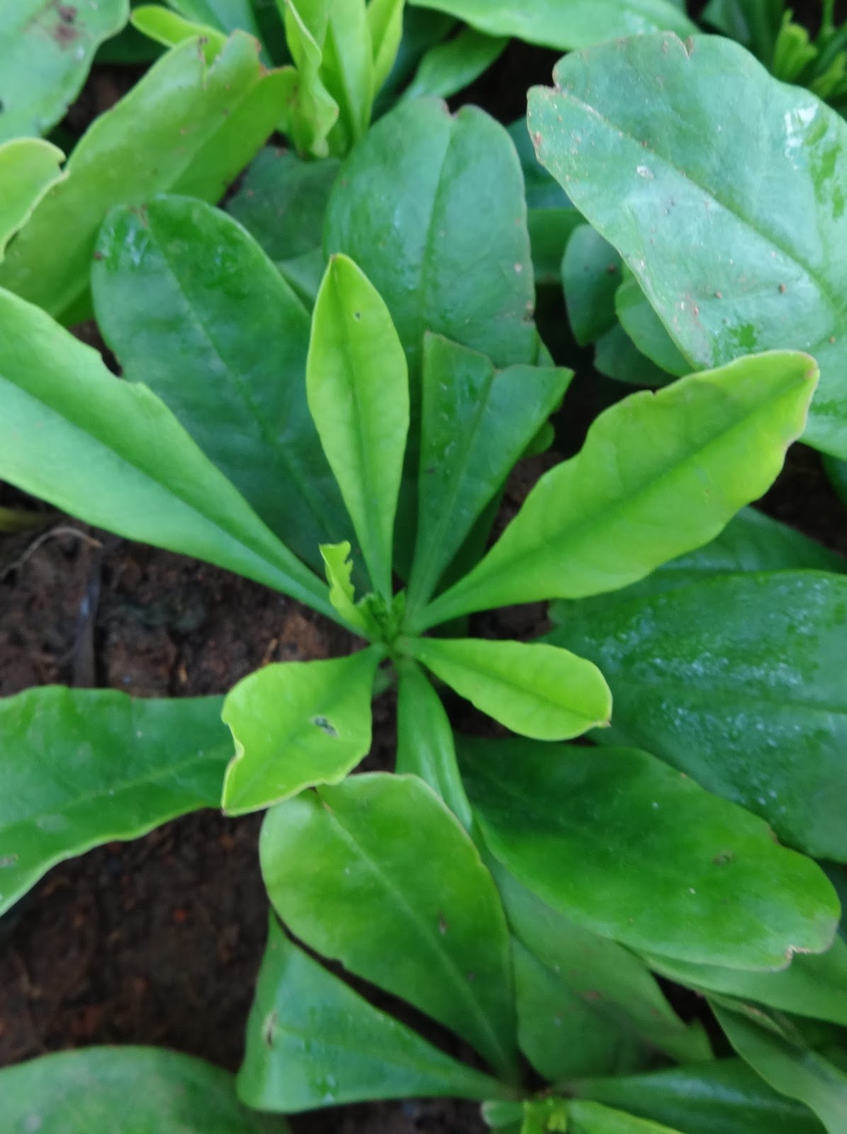 Herbs from Distant Lands: Talinum triangulare - Philippine Spinach ...
