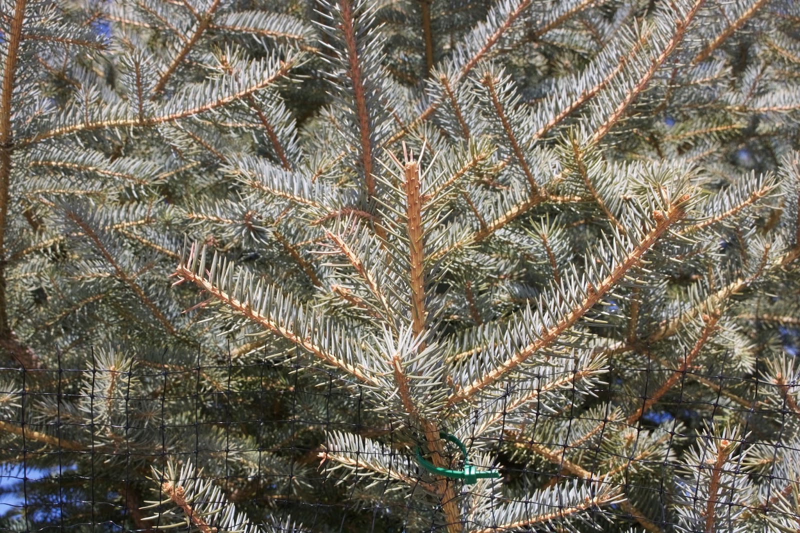 ONCOURSETurf - Kevin J. Ross, CGCS: Elk Damage this Season...