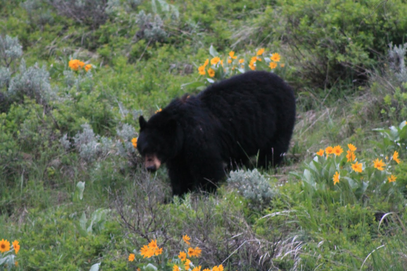 mkadventures: We live in the "BEARmuda Triangle"