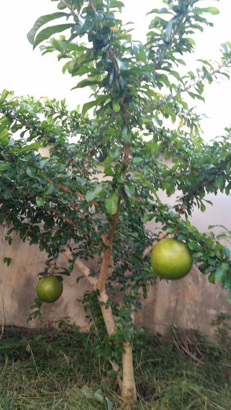 CARLOS ANDRADE OLIVEIRA : CURIOSIDADES DA FLORA BRASILEIRA - COITÉ, UMA ...