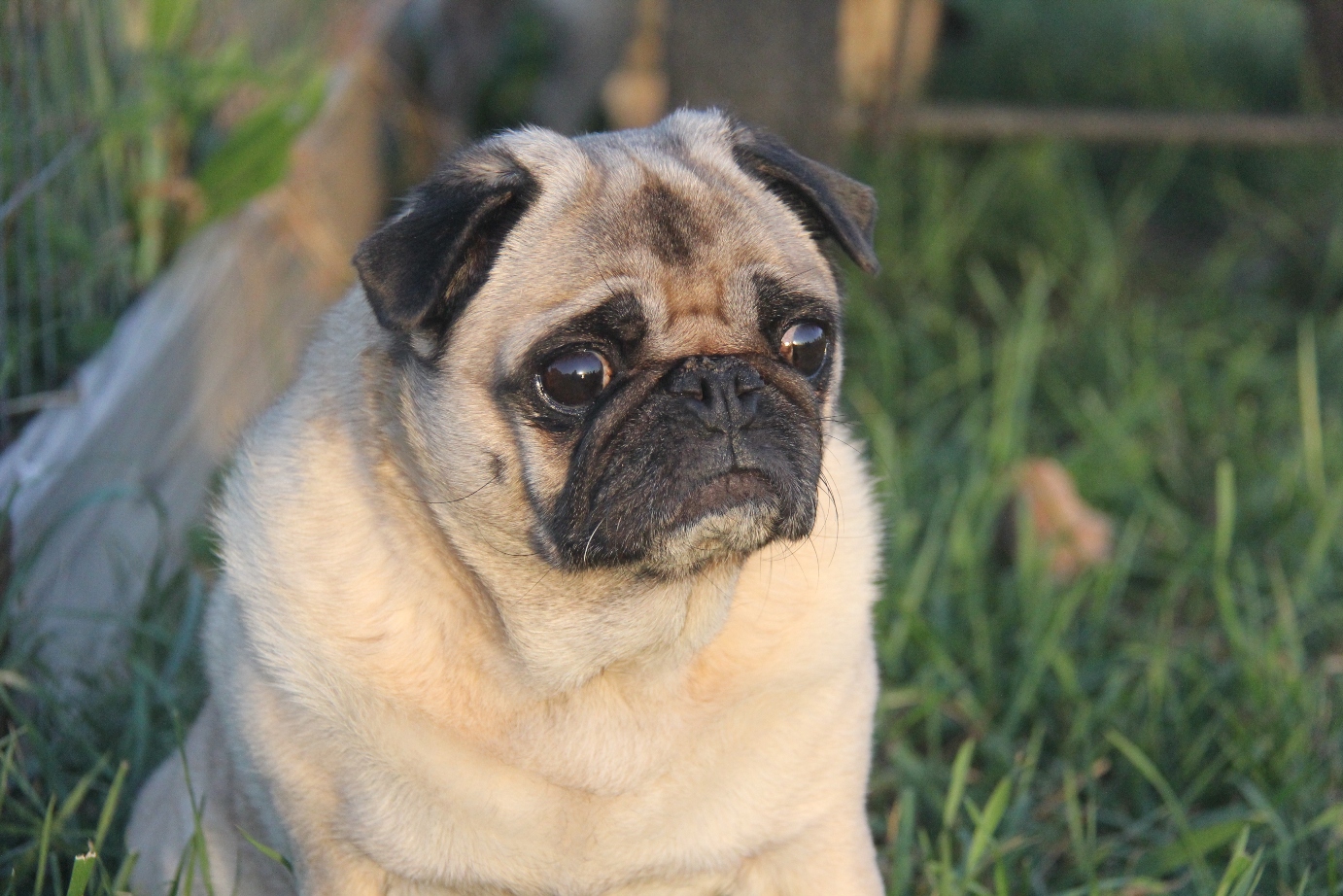 The Macy Dixie Line: Pug Fall Photo Shoot