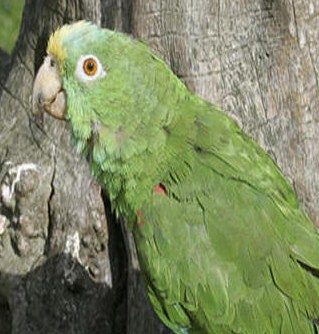 Universo Animal: ¿Hablan los loros en estado salvaje?