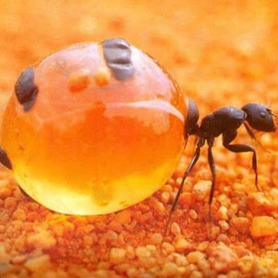 Honeypot Ant - Stunning Interesting Facts