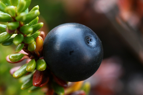 Fruit Warehouse: Crowberry ( Empetrum nigrum )
