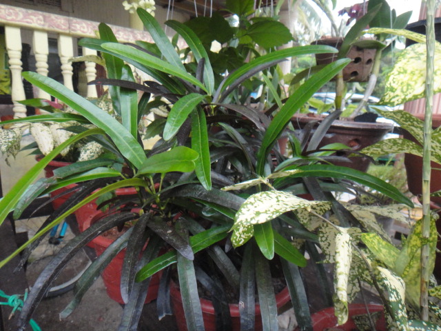 Mengkuang Berduri: Pokok hiasan