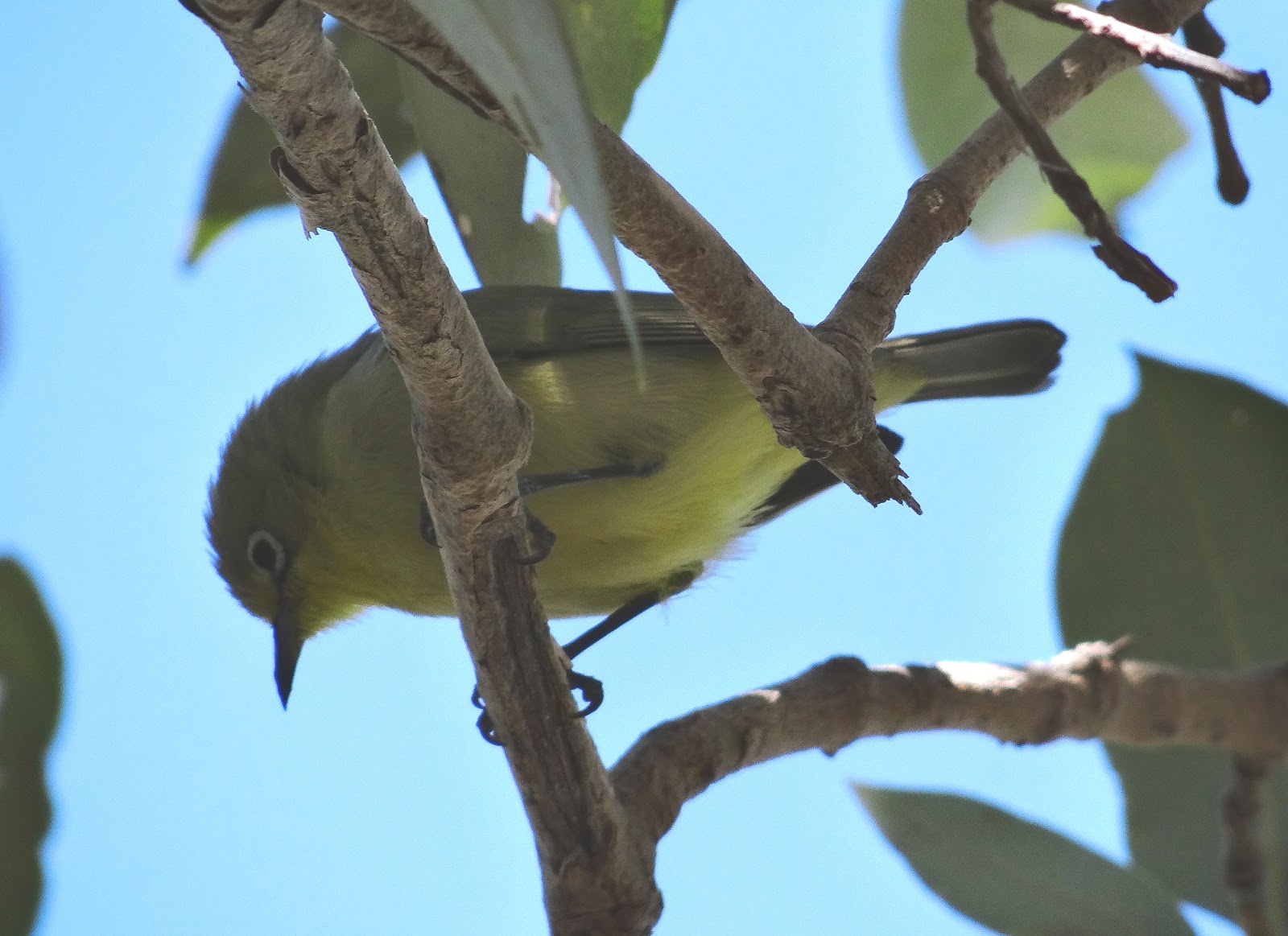 sunshinecoastbirds: June 2012