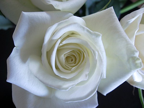 All Colors of Rose is here.......: White Rose