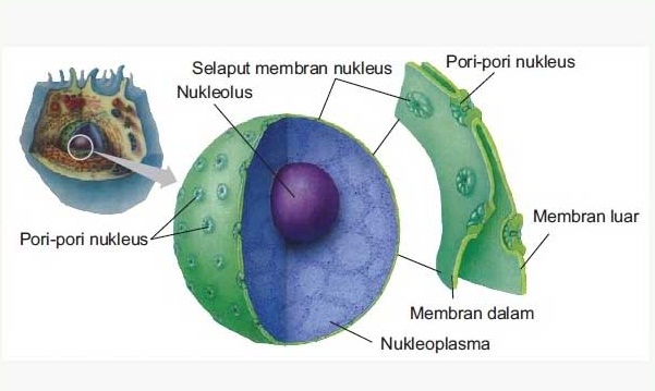 Definisi, Fungsi dan Struktur Inti Sel (Nukleus) - wawasan edukasi