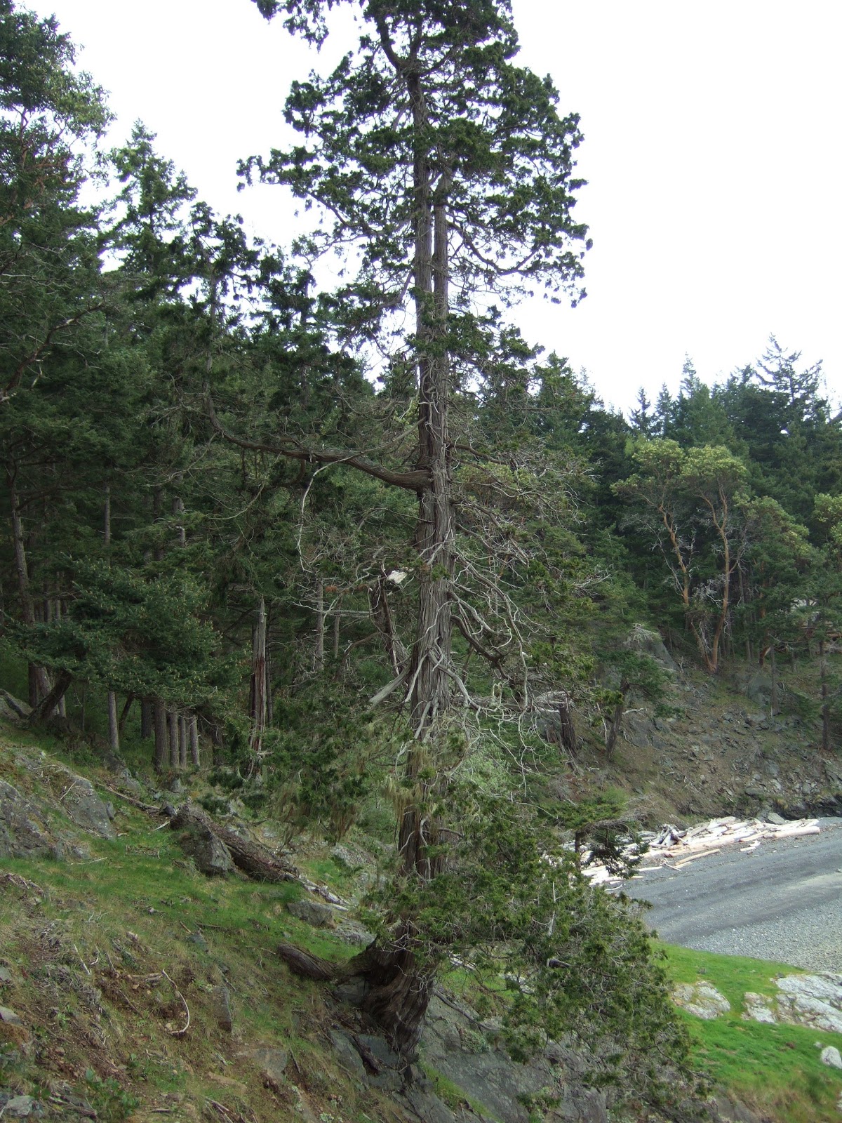 Reading the Washington Landscape: Isolated Juniperus maritima on Orcas ...