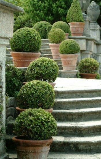 Le Petit Chateau: top topiaries