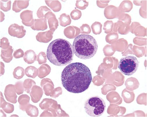 Celulas Sanguineas: Atlas de hematología: Granulopoyesis
