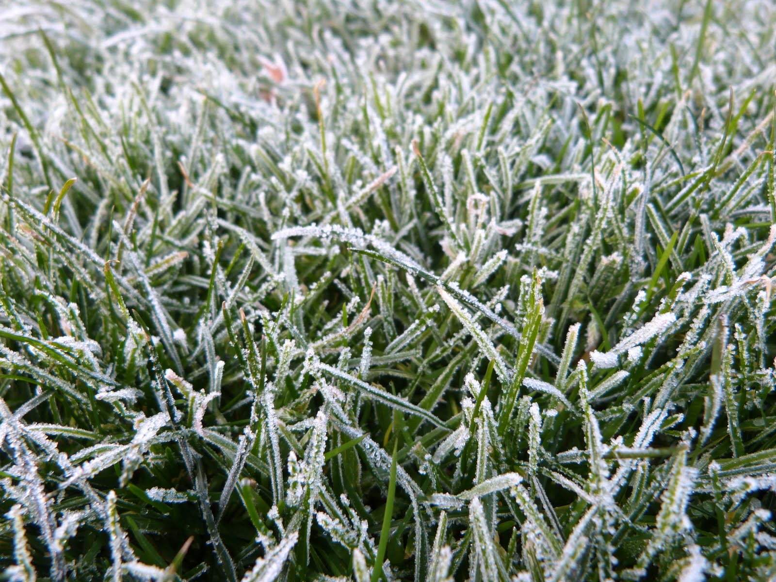 PRINCETON DAILY PHOTO: Cold, crisp morning