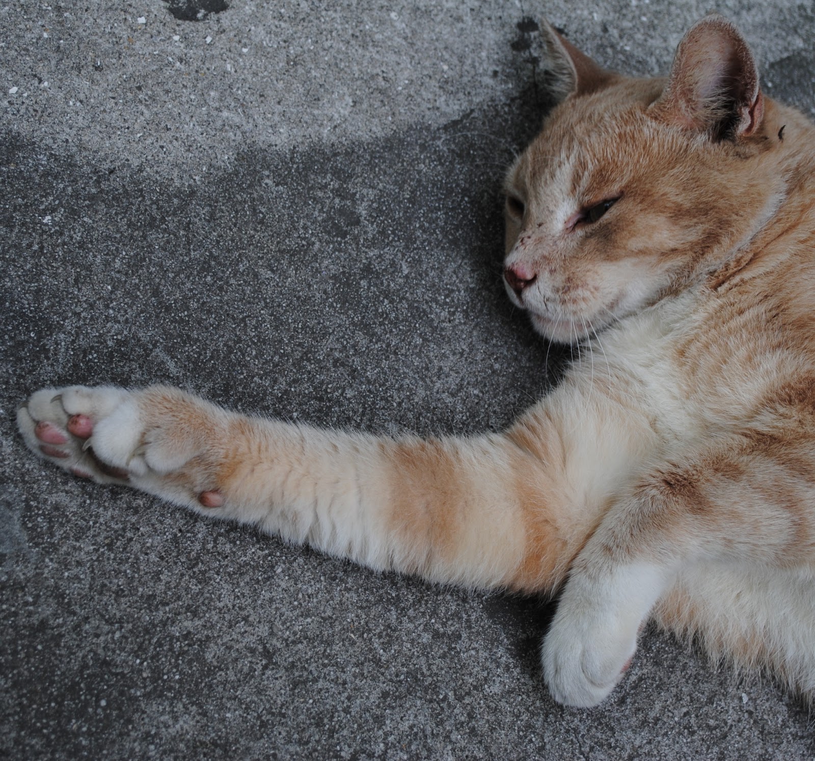 The Carpetbagger: The Hemingway Cats