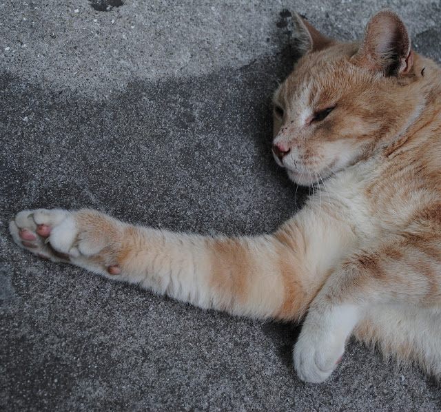 The Carpetbagger: The Hemingway Cats