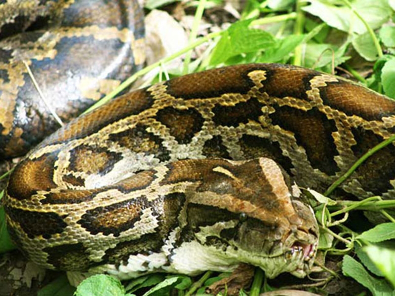 Jim Corbett National Park | Beautiful Places