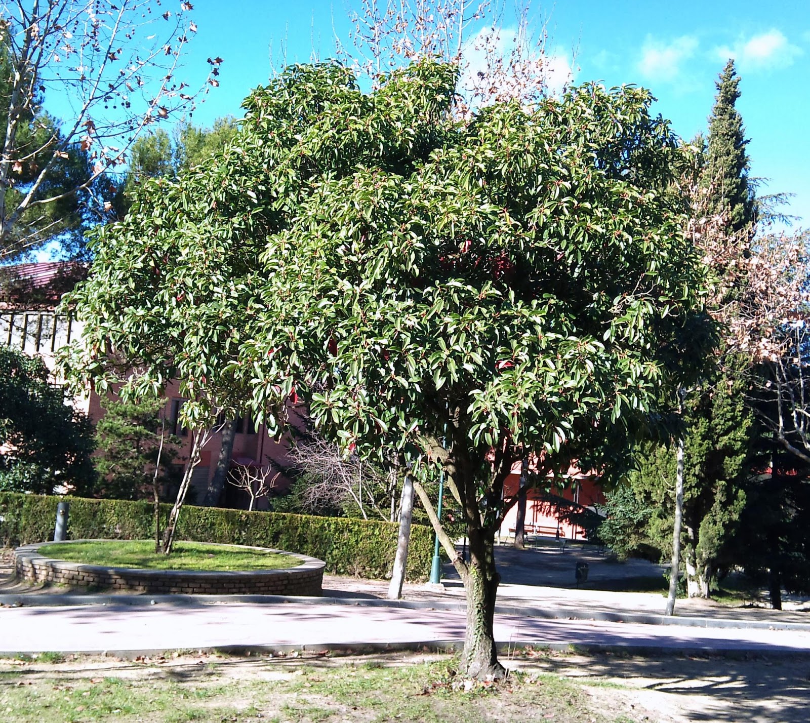 Árboles con alma: Fotinia. Fotínia. (Photinia glabra)