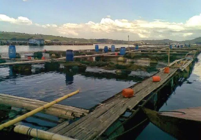 Budidaya Ikan Nila Sistem Polikultur - cara ternak ikan