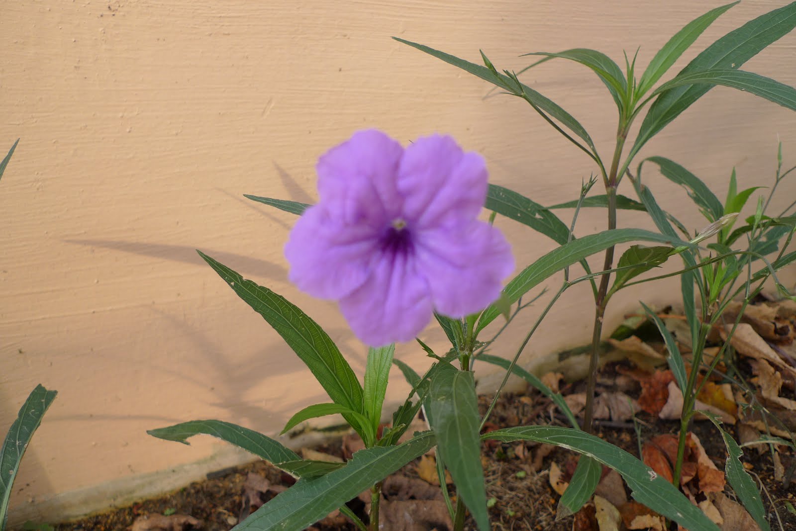 Diari Seorang Suri: Pokok Bunga Purple