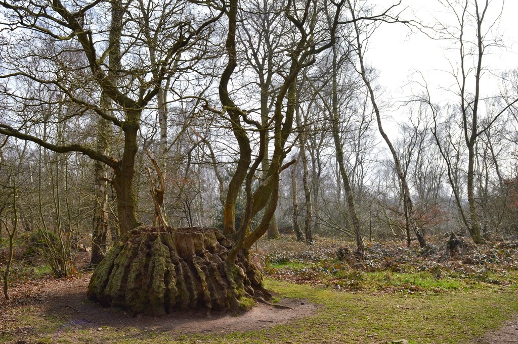 Louise Dawson Design: A Little Holiday In Sherwood Forest, Nottingham!