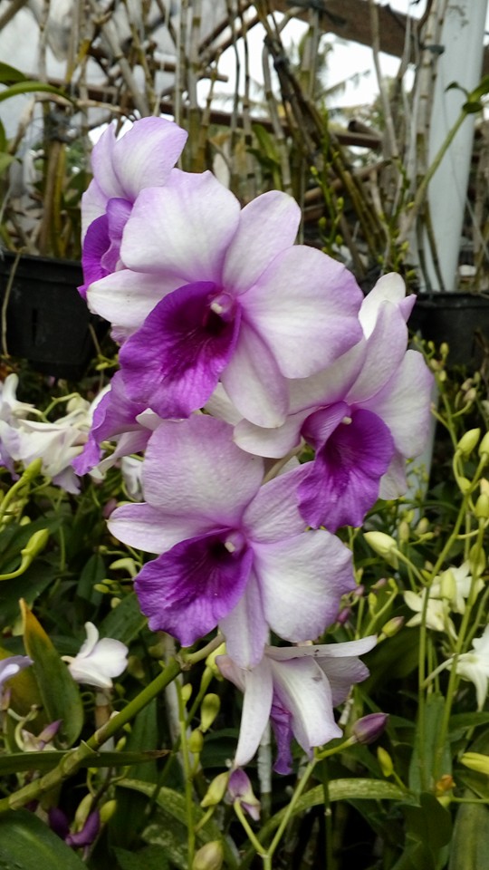 Wow 25+ Gambar Aneka Bunga Anggrek - Gambar Bunga Indah