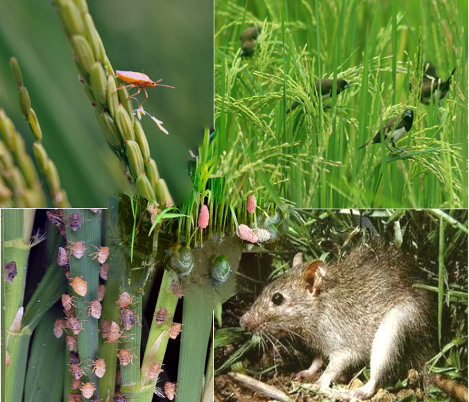 Mengenal Jenis Hama dan Penyakit Pada Tanaman Padi Sawah | Dasar-Dasar ...