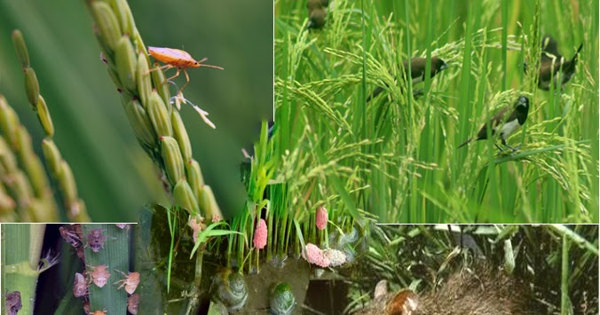 Inilah Jenis Hama dan Penyakit Pada Tanaman Padi Sawah Yang Wajib ...